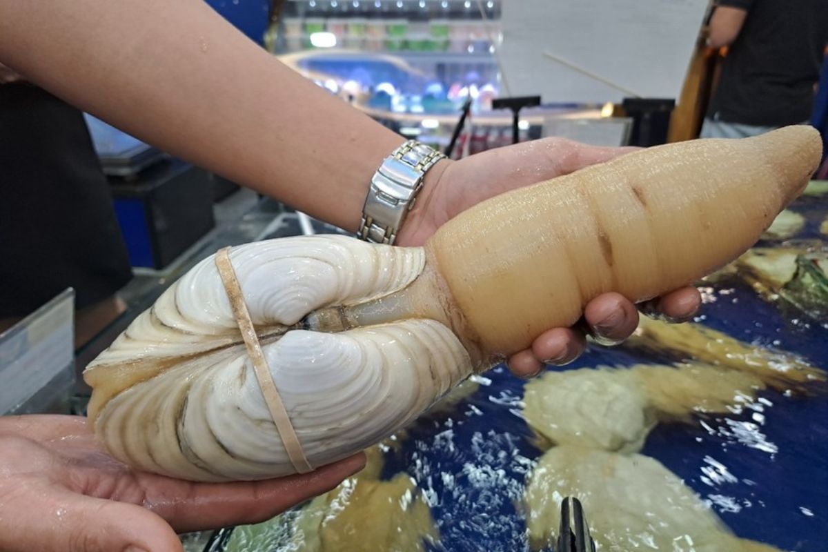 Ốc Vòi Voi Là Ốc Gì? Bao Nhiêu Tiền 1 Kg? Nấu Món Gì Ngon?